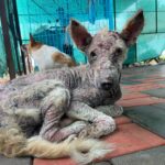 Vatika Animal Sanctuary