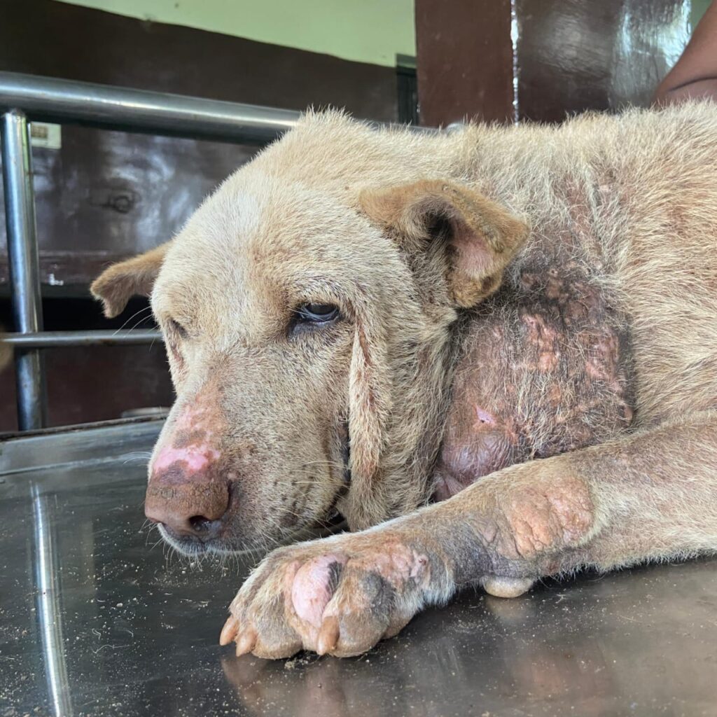 Vatika Animal Sanctuary