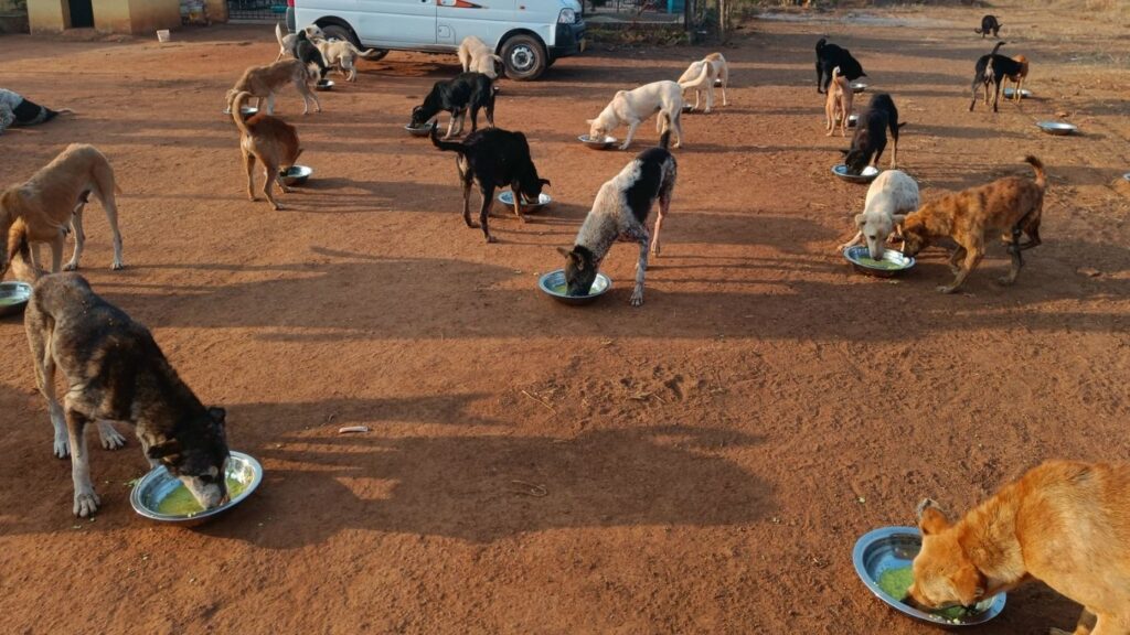 Vatika Animal Sanctuary